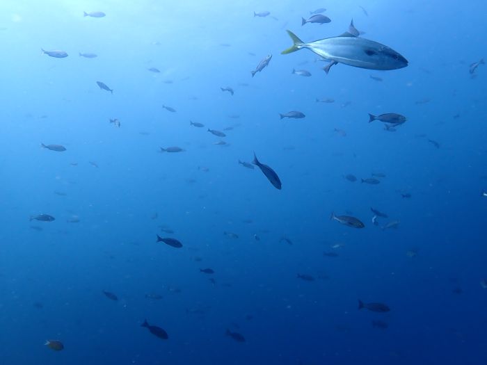 女子会＠田子！│横浜ダイビングショップ【トリトン】横浜市